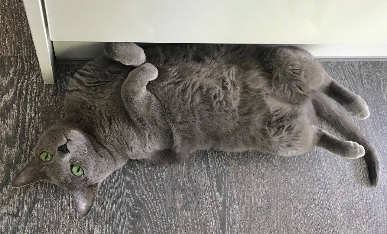 Interlude: cat day | This blue marble